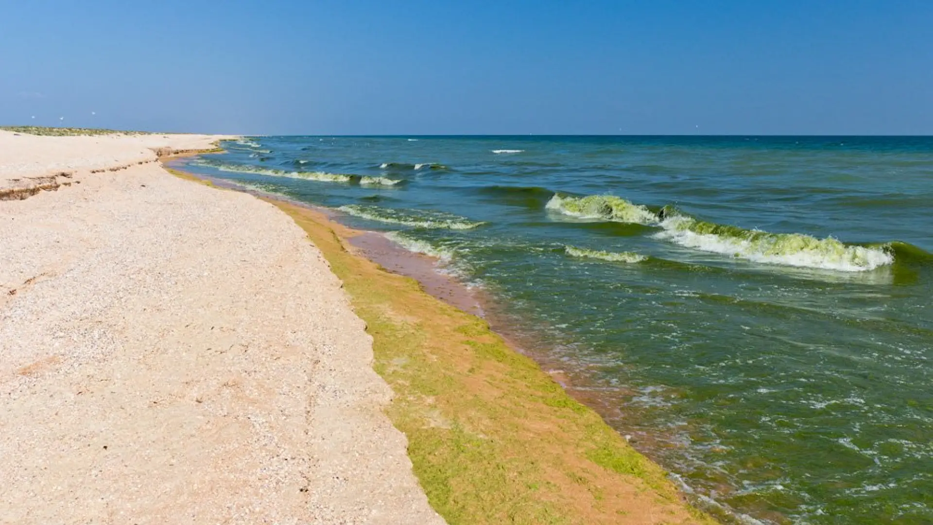 Чому в Азовському морі з’явилися отруйні водорості — вчені попереджають ...